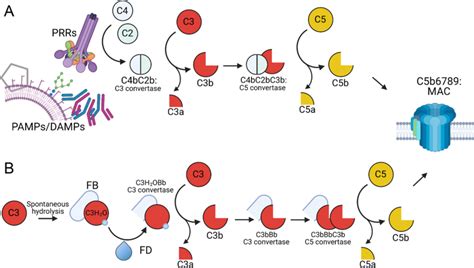 Pathways Of Complement Activation A The Classical And Lectin Pathways