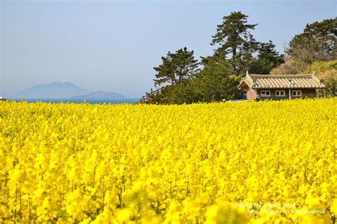 부안 수성당 유채꽃 환상적이에요 네이버 블로그