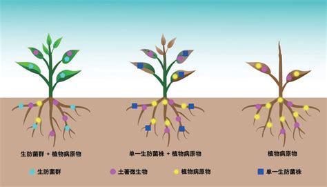 亮点文章根际生防菌群的应用及其防病增效的潜在机制微生物