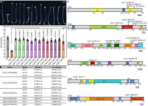 Isolation And Identification Of Cop1 6 Dominant Suppressors Adcs Download Scientific Diagram