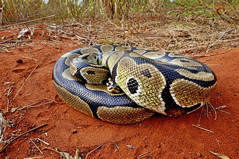 Ball Python Curled Up