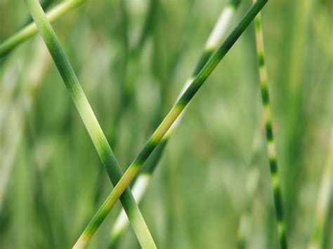 Scirpus Tabernaemontani Zebrinus Zebra Rush Artisan Aquatics