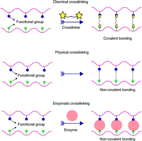 Mechanisms Of Chemical And Physical Cross Linking Download Scientific Diagram