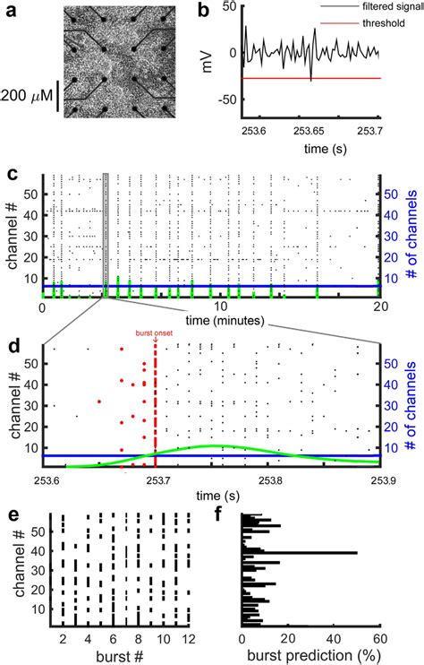 In Vitro Network Bursts On Multielectrode Arrays A A Subset Of