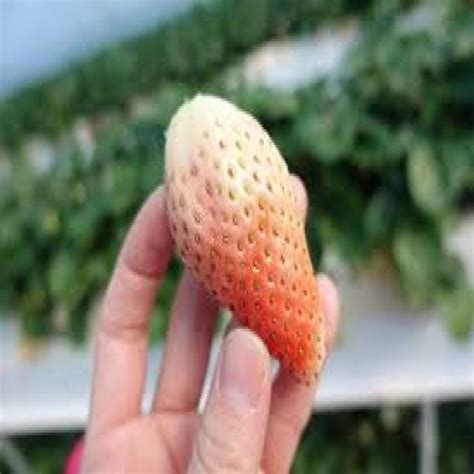 Strawberry Detection Object Detection Dataset V9 2024 04 09 6 24pm