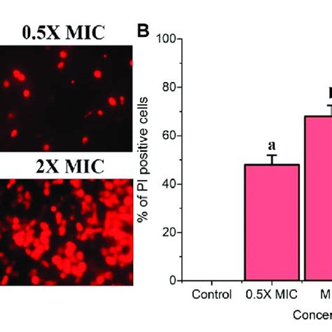 The Integrity Cell Membrane Of C Albicans Was Assessed Using Pi Download Scientific Diagram