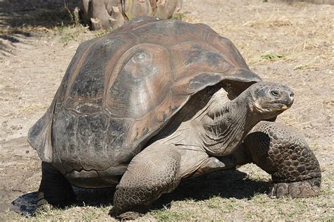 Meet Goliath The Largest Tortoise Ever Recorded In Florida Animals