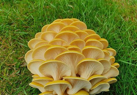 Mushroom Classification Dataset So Development