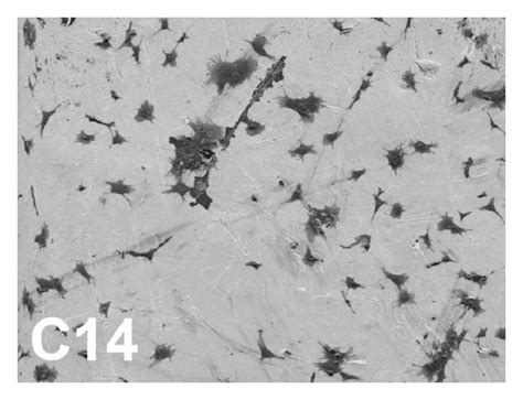 Sem Analysis Of The Substrate Surfaces After Three Days Of Culture