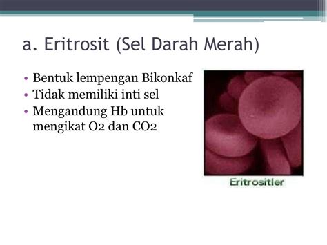 Ppt Jaringan Hewan Powerpoint Presentation Free Download Id3488837