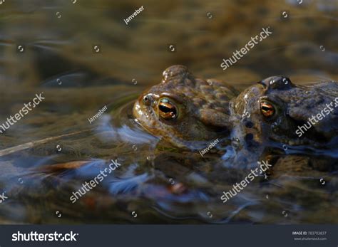 Frog Reproduction Detail Mating Egg Stock Photo Shutterstock
