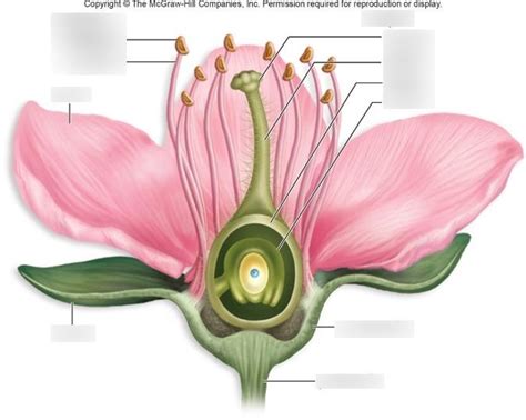 Angiosperms 2 2 Diagram Quizlet