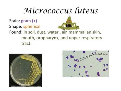 Ppt What Should You Have Seen Under The Microscope Activity 514