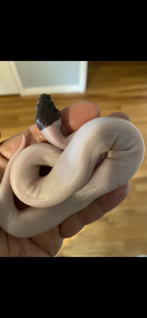 Panda Pied Super Black Pastel Project For Ball Python Lovers