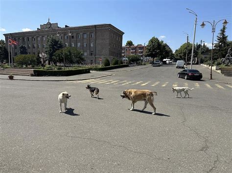 ყარაბაღში საკვების დეფიციტის გამო ადამიანები ძაღლებს სახლებიდან უშვებენ Netgazeti • მთიანი