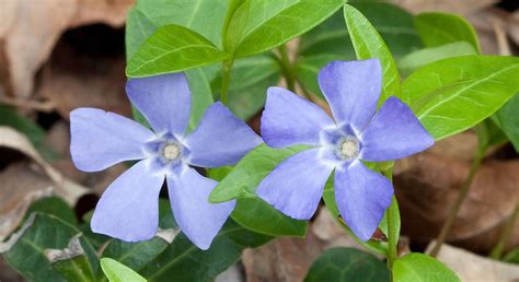 Periwinkle Psychology Meaning And Color Code Hex Rgb Cmyk