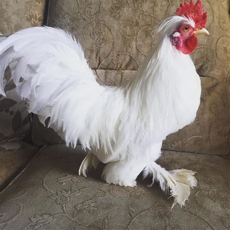 Burmese Bantam Chicken Breed Info Chicken And Chicks Info