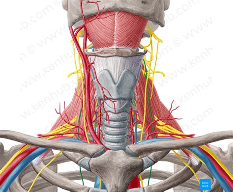 Phrenic Nerve 6686 Kenhub Image License Store
