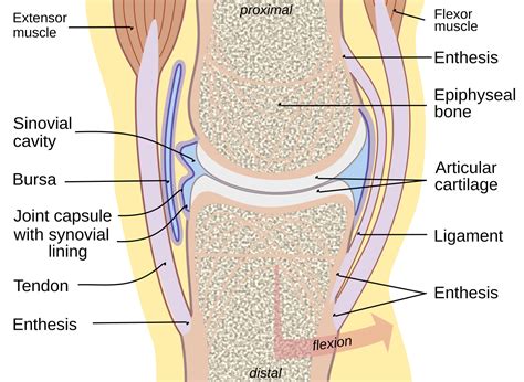 Synovial Fluid Wikipedia