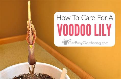 Voodoo Lily Care Tips On Growing The Voodoo Plant Lily Care Lily Plants Lily Plant Care