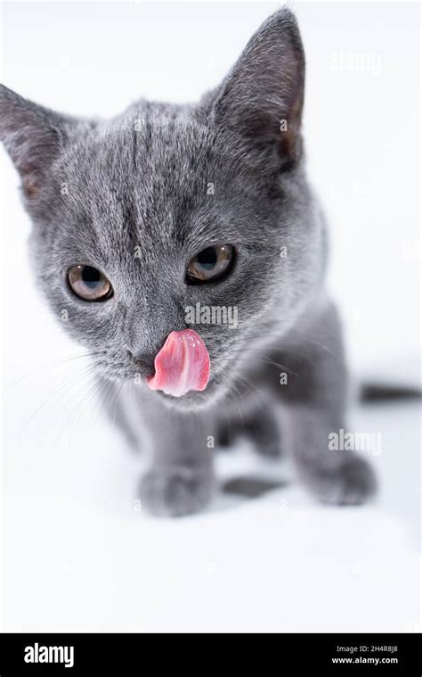 British Shorthair Gray Cat Licks Its Muzzle With Tongue On White