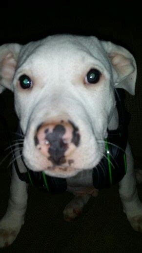 Pit Bulls In Action A Game Of Cuteness