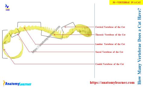 How Many Vertebrae Does A Cat Have Anatomylearner Veterinary