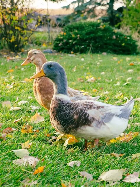 Duck Breeds Artofit