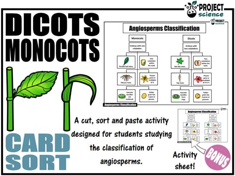 Angiosperms Classification Monocot And Dicot Card Sort [cut And Paste