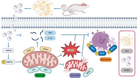 Exosomes Derived From Schwann Cells Alleviate Mitochondrial Dysfunction And Necroptosis After