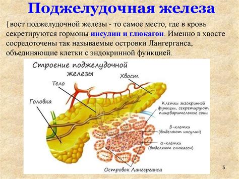 Эндокринная система презентация онлайн