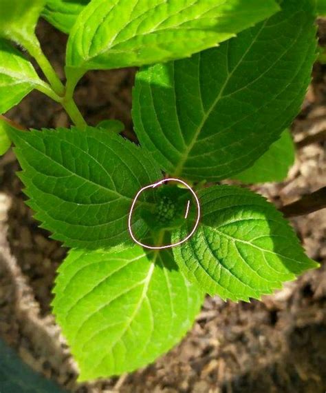 绣球花见花苞以后可以用磷酸二氢钾吗？关于绣球花的施肥经验 搜狐大视野 搜狐新闻