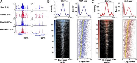Brd4 Bound Enhancers Drive Cell Intrinsic Sex Differences In