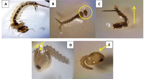 Physical Deformities Of Cx Pipiens Larvae And Nymph A Normal Larvae