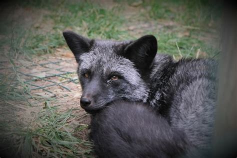 Silver Fox Facts Fact Animal