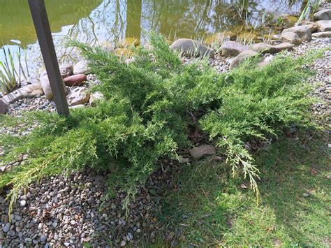 Можжевельник Голден Саусер (55 фото)