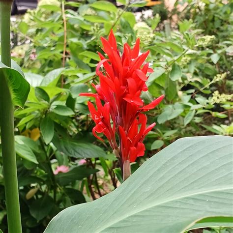 05화 칸나 키우기 칸나 전설과 꽃말