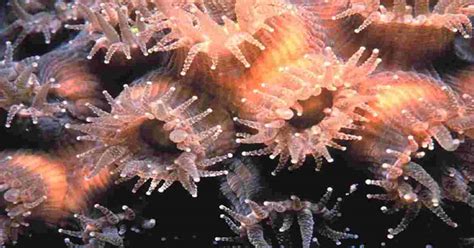 Phylum Porifera Characteristic Classification And Examples