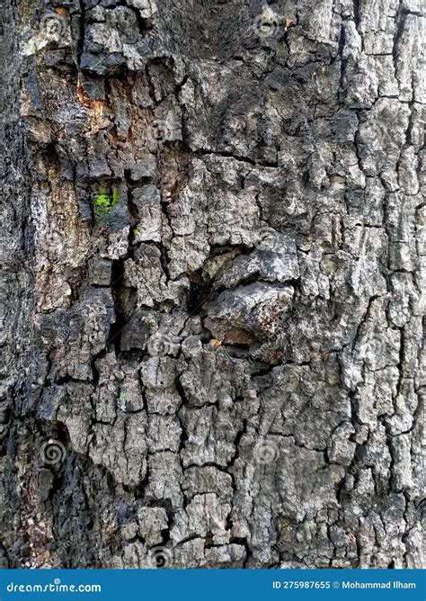 The Natural Texture Of Stained Dark Grey White Black Tree Bark In The Forest Stock Image Image