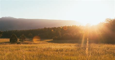 집 밖의 가벼운 가을 경치 경치가 좋은 고요한 골든 아워 광야 나무 농업 농장 농촌의 들판 땅 맑은 하늘 목가적인 밀 배경 산 새벽
