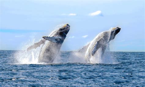 Hidden Gems For Whale Watching In Mexico Touristsecrets