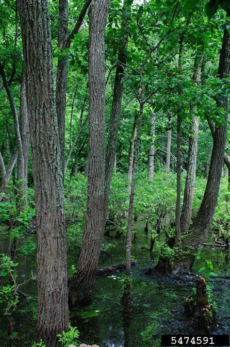 Friday Fiction Facts Swamps Marshes And Bogs Endless Forms Most Beautiful