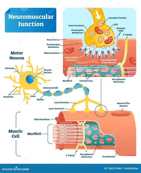 Neuromuscular Junction Vector Illustration Scheme Labeled Cell