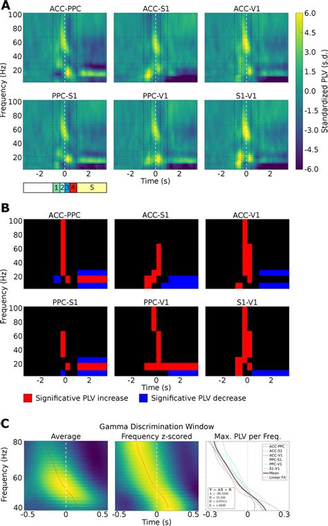 Phase Synchronization Increases During Whisker Discrimination Task In
