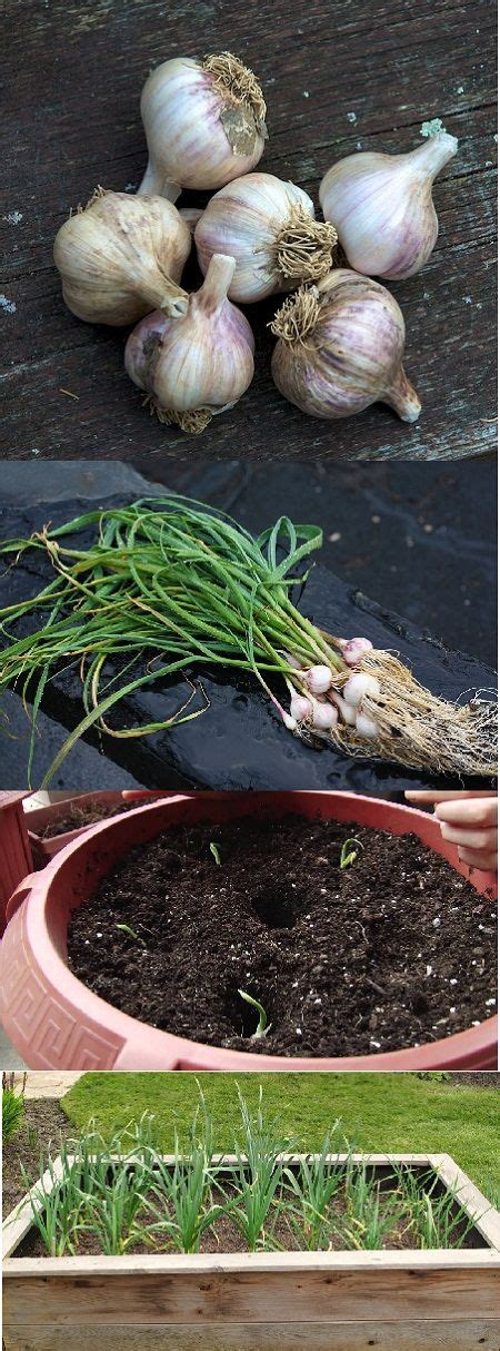 How To Grow Garlic In A Container Gardenings For You