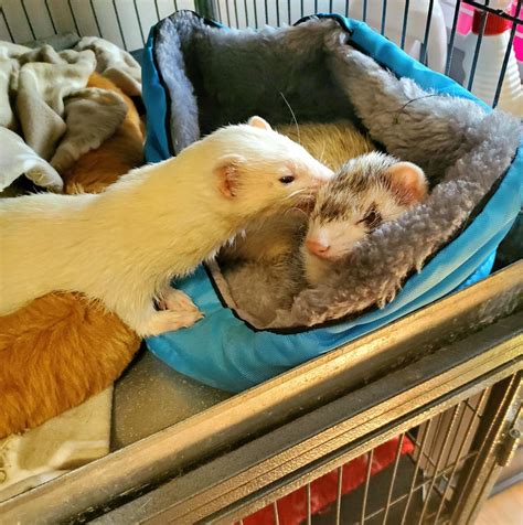 Wake Up Its Time To Play R Ferrets