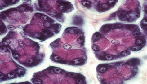 Staining Techniques Flashcards Quizlet