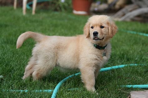 Golden Retriever Adoption Canada Rescue And Rehoming [2023]