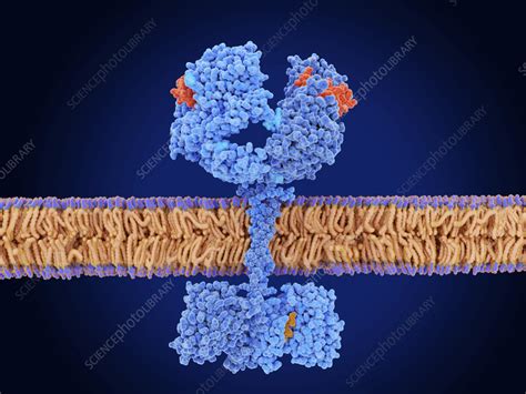 Epidermal Growth Factor And Receptor Complex Illustration Stock Image F0366490 Science