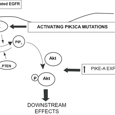 Schematic Diagram Of The Potential Sites In The Pi3 Kinase Pathway